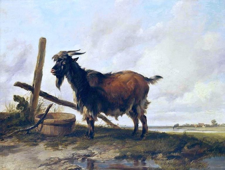 Old English Goat - Breed Profile - Goat Journal